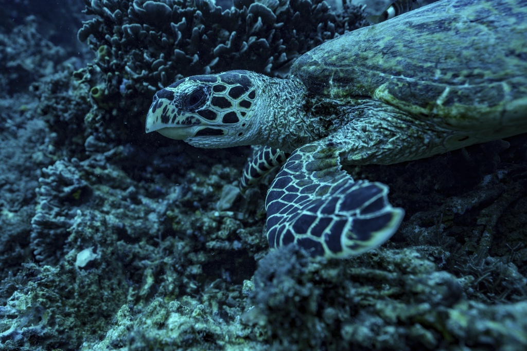 Best In Shell – Turtle Inspired Craft and Art Exhibit | WFEA 1370AM