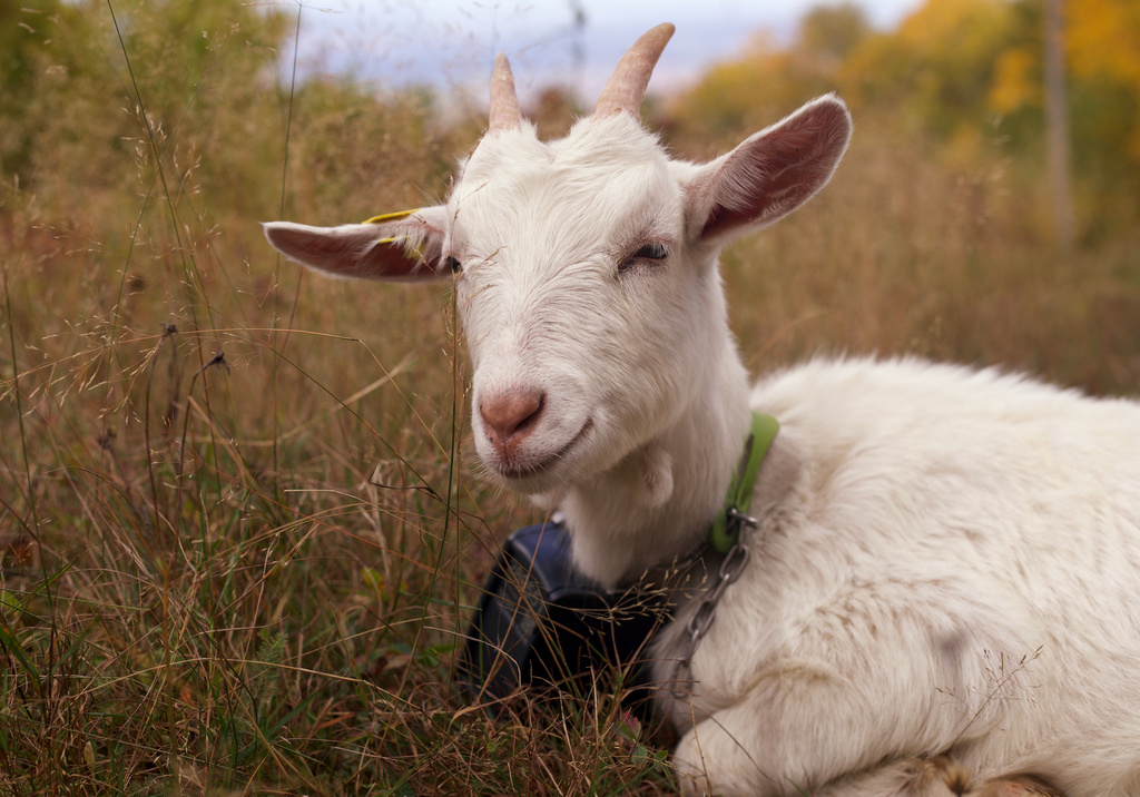 Jeff Chidester: Shutdown, Goat Fugitive, NH – MRI Haven? | WFEA 1370AM